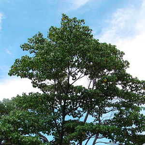 The Strong and Lightweight Balsa Wood and its Uses